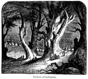 3 Enchanted Forests from Mythology & Folklore – Thoughts on Papyrus